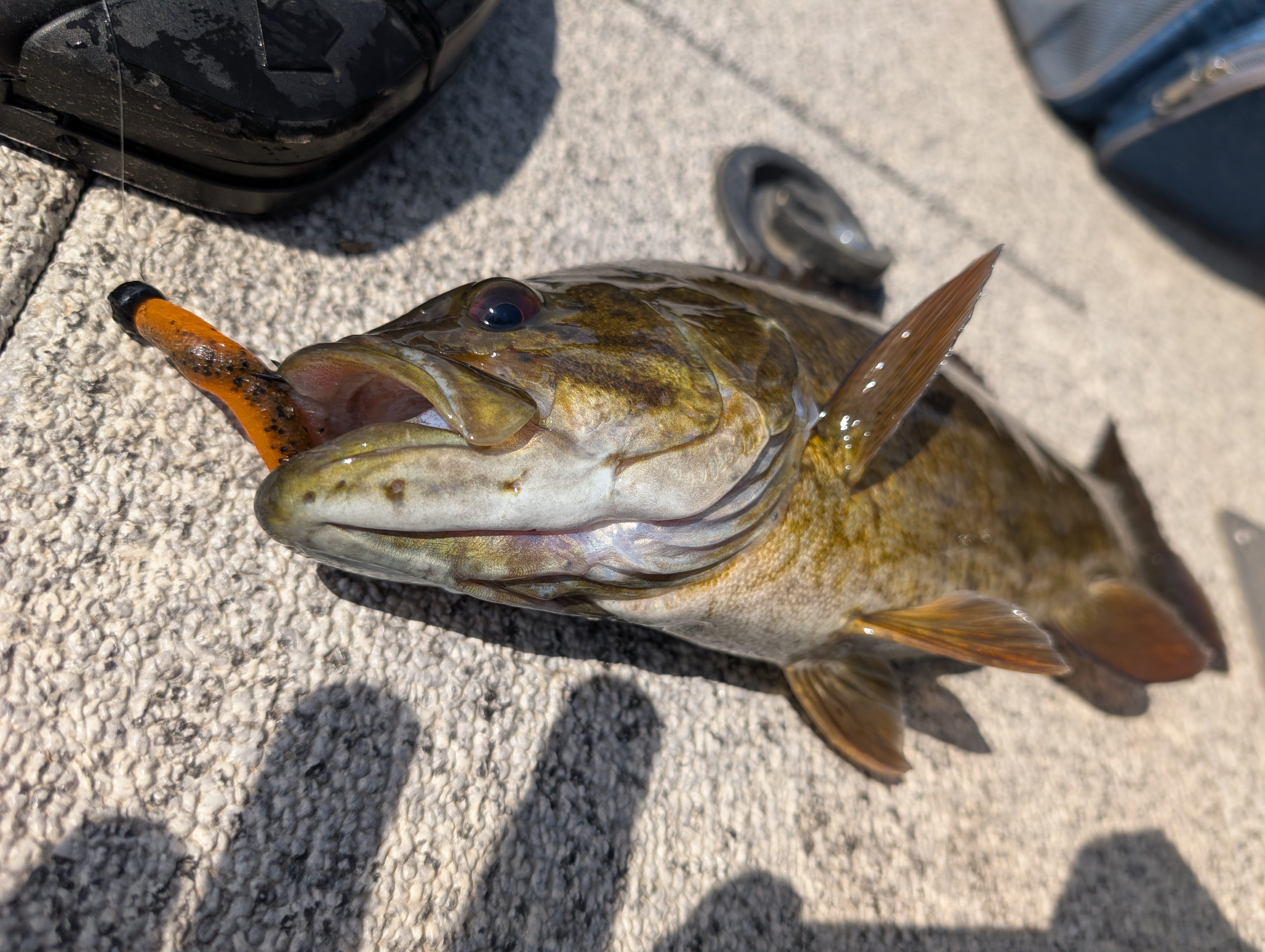 Early Spring Bass Fishing in Maine: Top Tactics for Prespawn Success